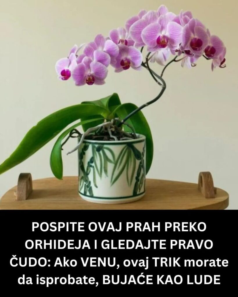 POSPITE OVAJ PRAH PREKO ORHIDEJA I GLEDAJTE PRAVO ČUDO: Ako VENU, ovaj ...